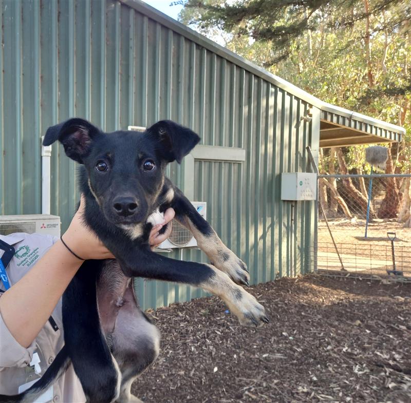 Animals for Adoption Southern Grampians Shire Council