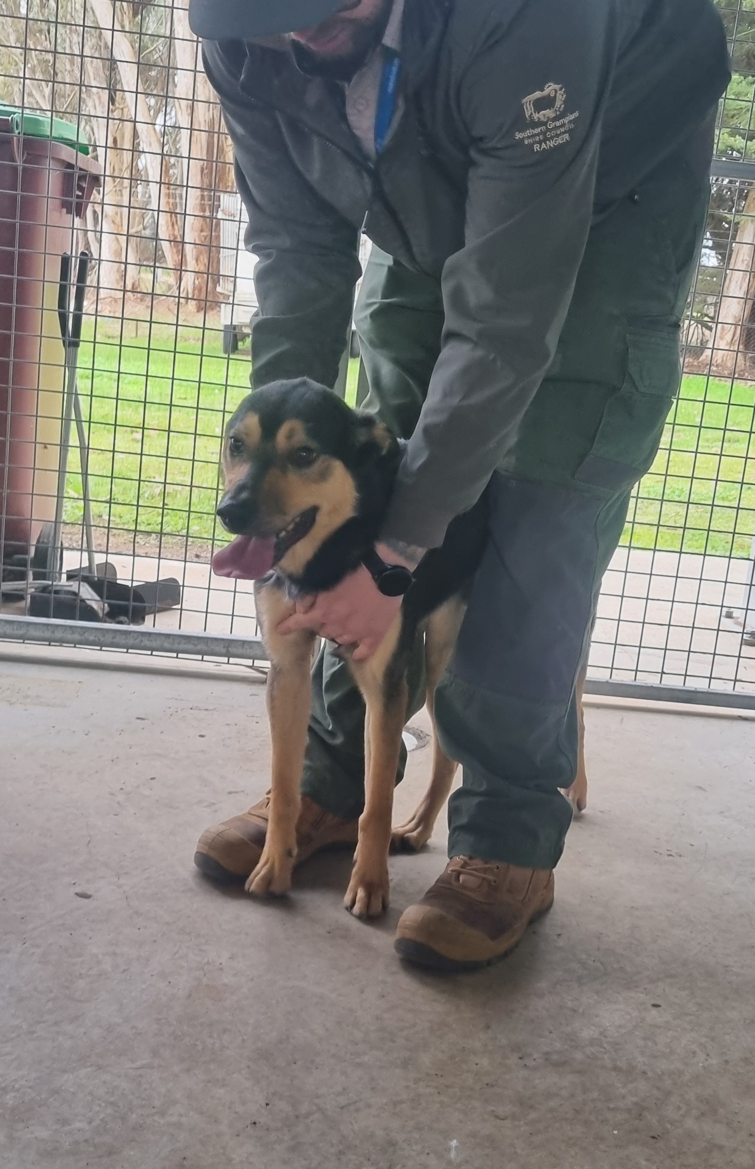 Animals for Adoption Southern Grampians Shire Council